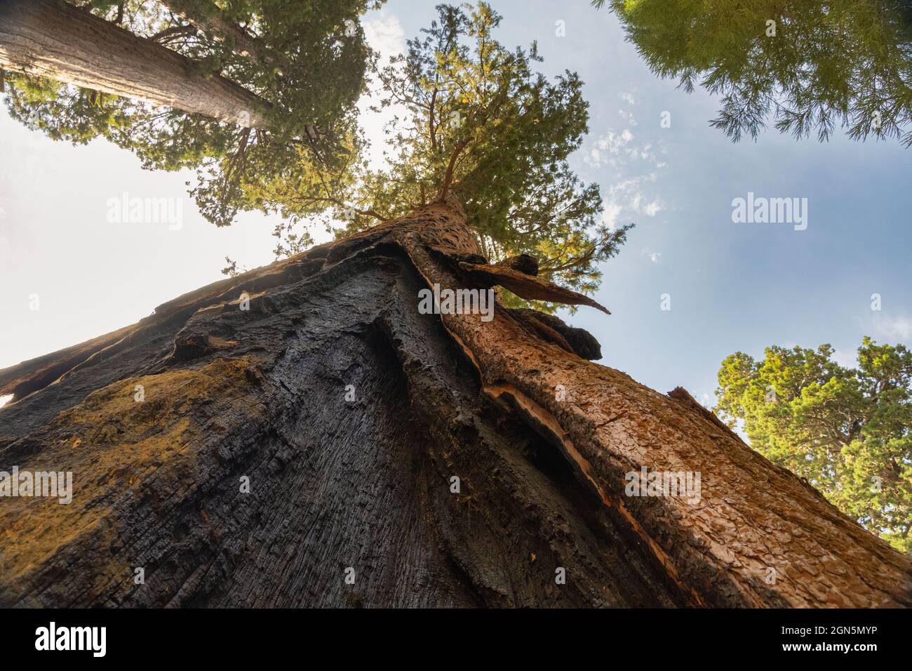 Upward view of damaged, burnt Sequoia trees from 2020 Castle Fire at ...