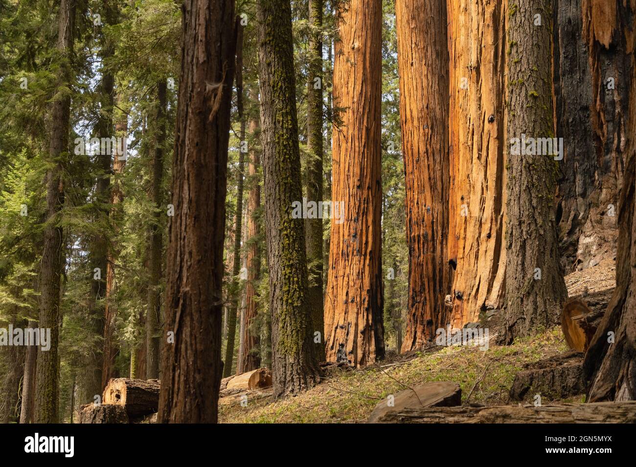 Lush Sequoia tree grove at Sequoia National Park, California, USA Stock ...