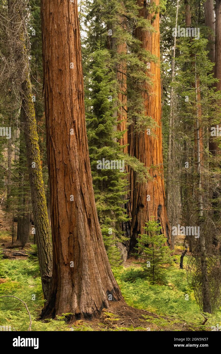 Lush Sequoia tree grove at Sequoia National Park, California, USA Stock ...