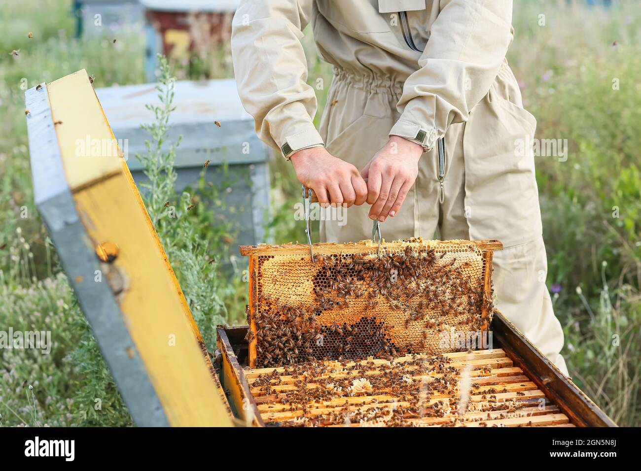 Beekeeper working at his apiary Stock Photo - Alamy