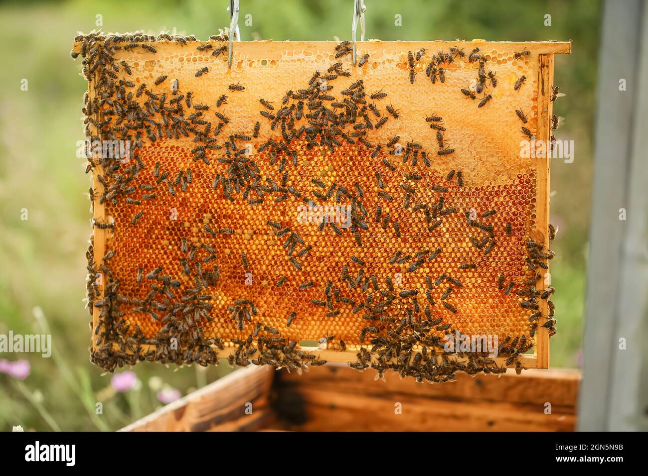 Honey frame with bees at apiary Stock Photo - Alamy