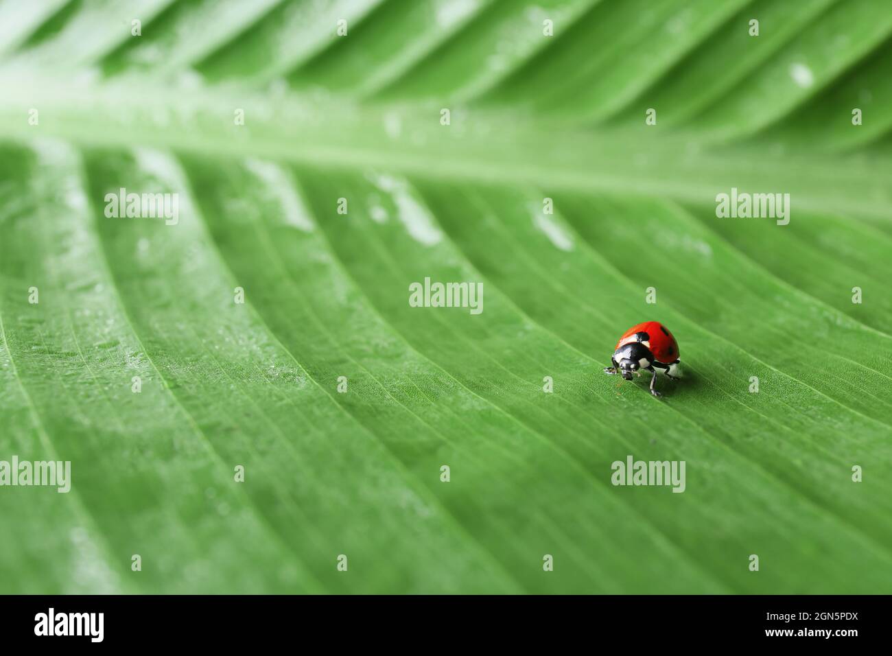Cute ladybug on juicy green leaf Stock Photo - Alamy