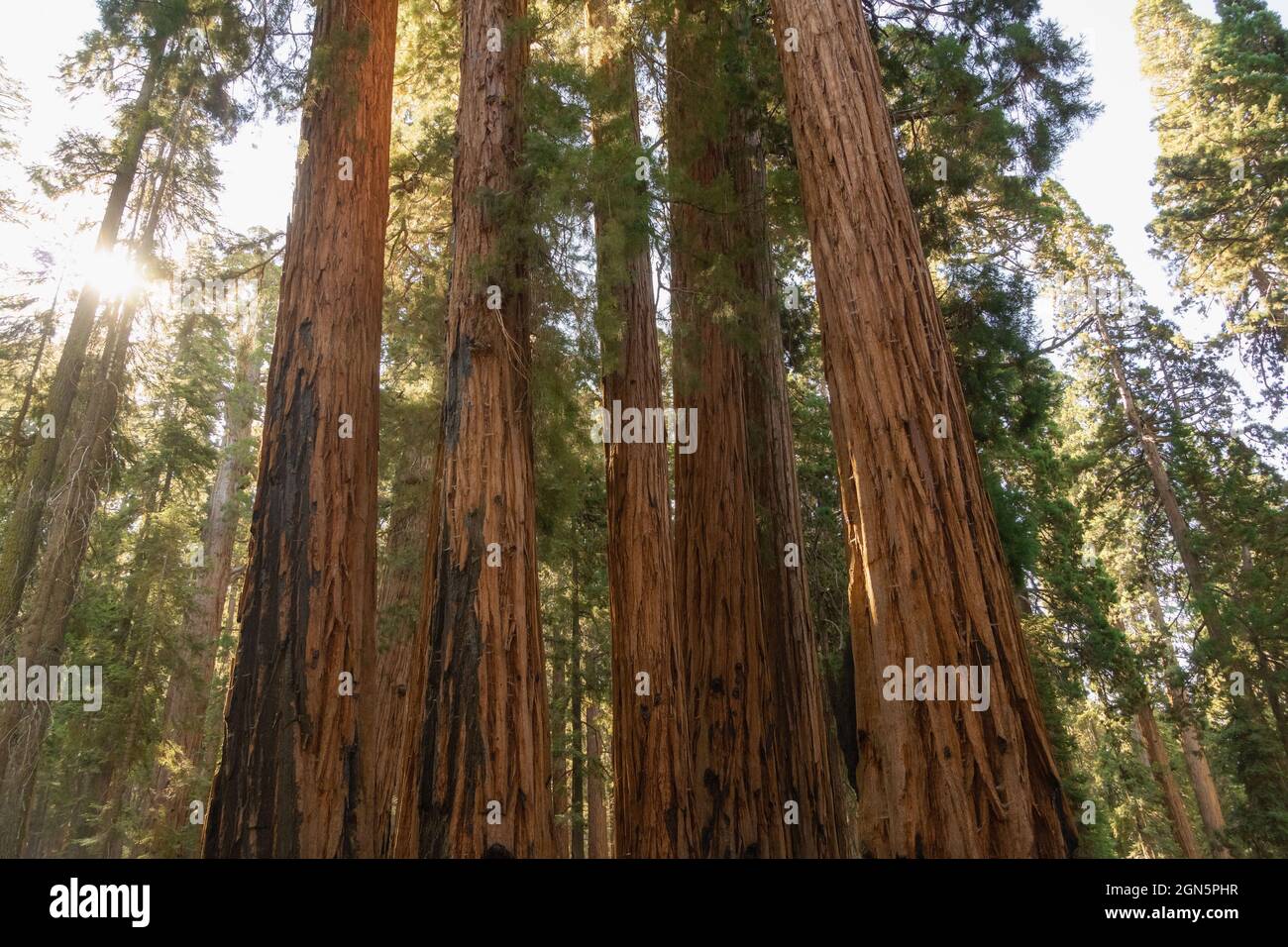 Group of sequoia trees at Sequoia National Park, California, USA Stock ...