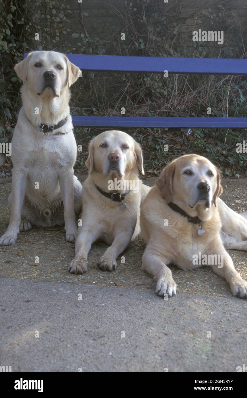 Three golden labradors sitting on pavement Stock Photo - Alamy