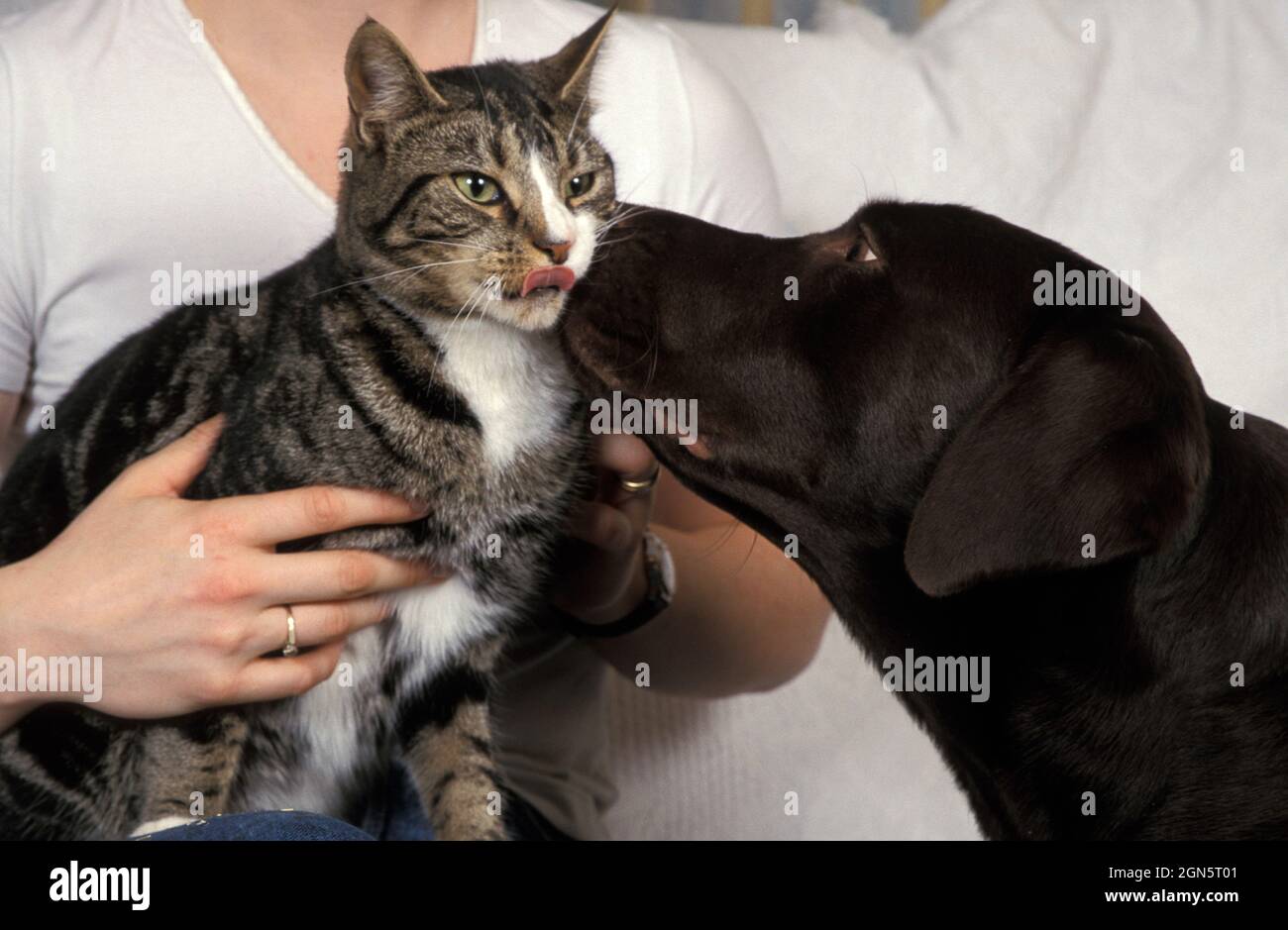 black labrador socialising with cat sat on owners lap Stock Photo - Alamy