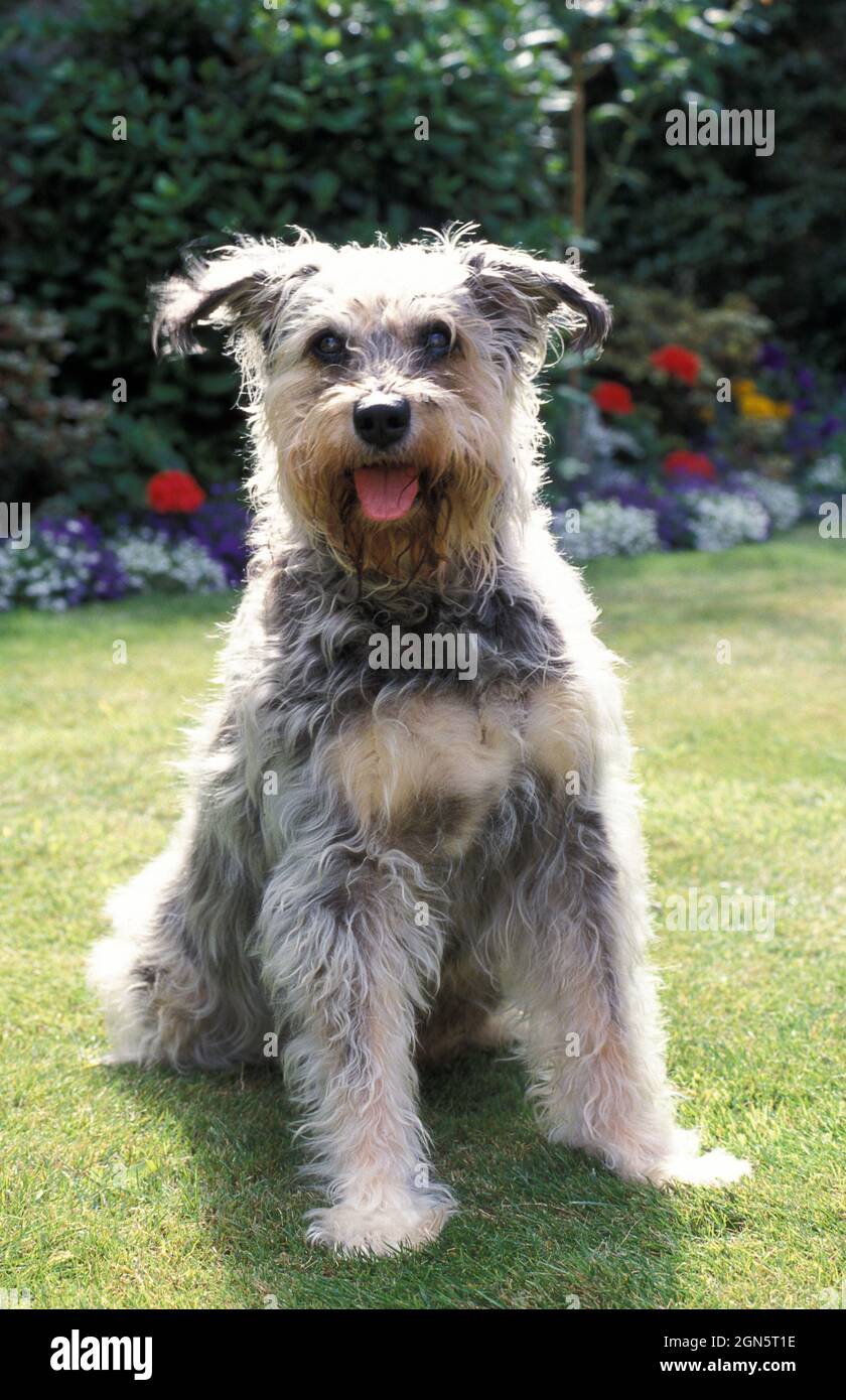 very old terrier dog Stock Photo - Alamy
