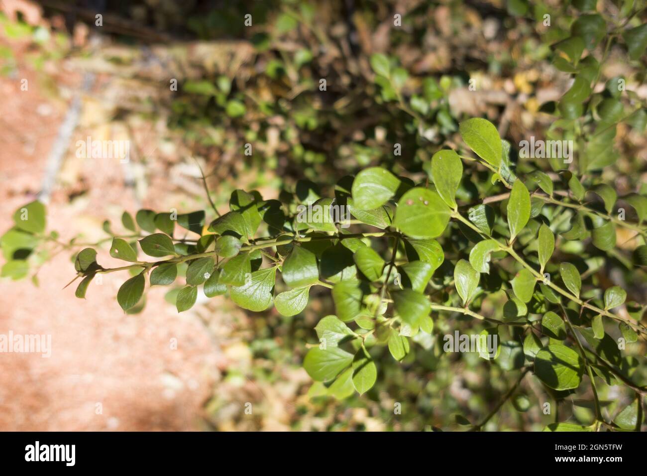 Small shrub in dry rainforest Stock Photo - Alamy