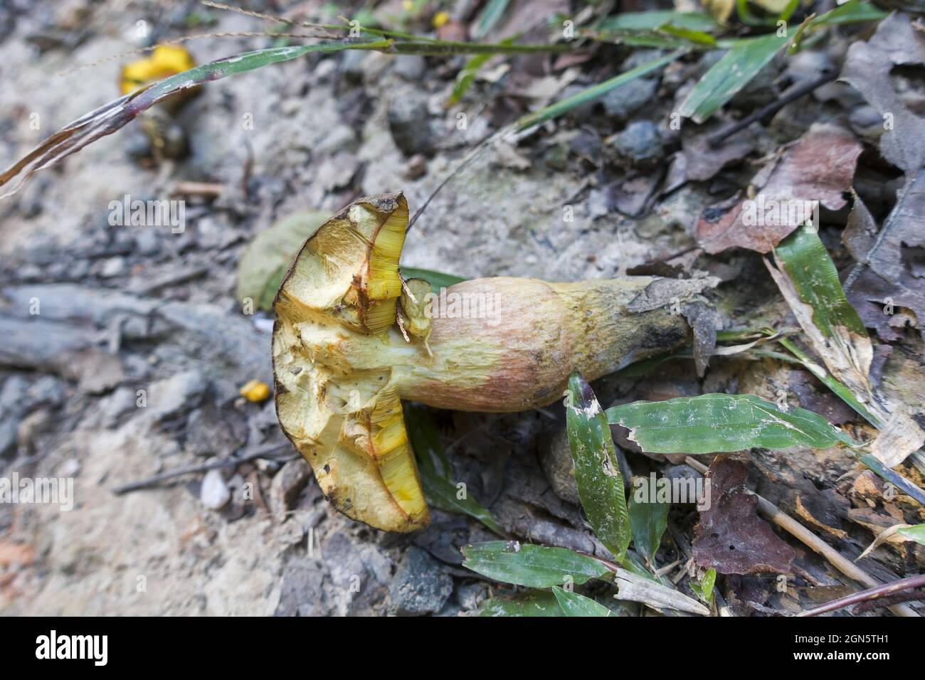 Interesting fungi in Queensland Stock Photo - Alamy