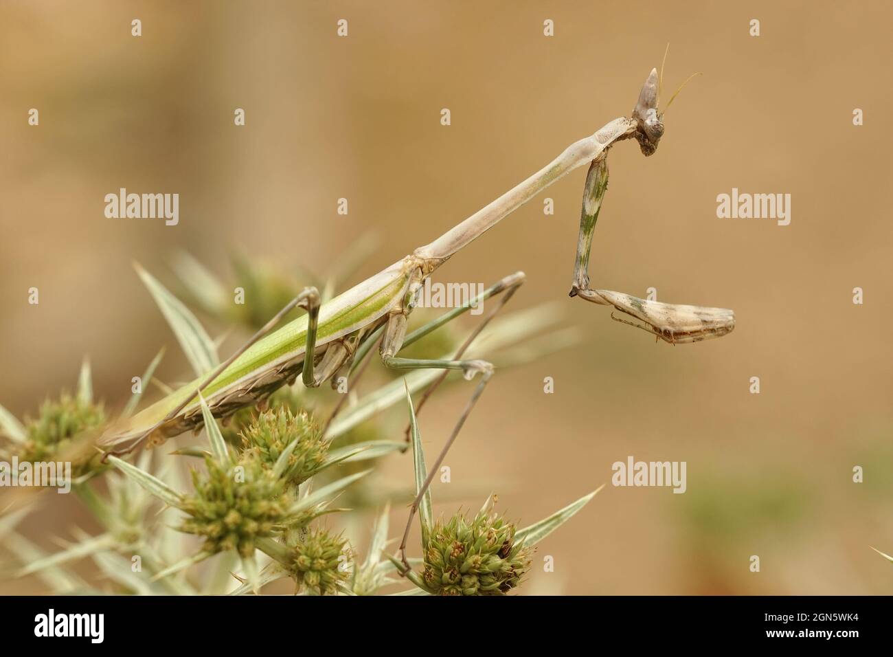 Large conehead hi-res stock photography and images - Alamy