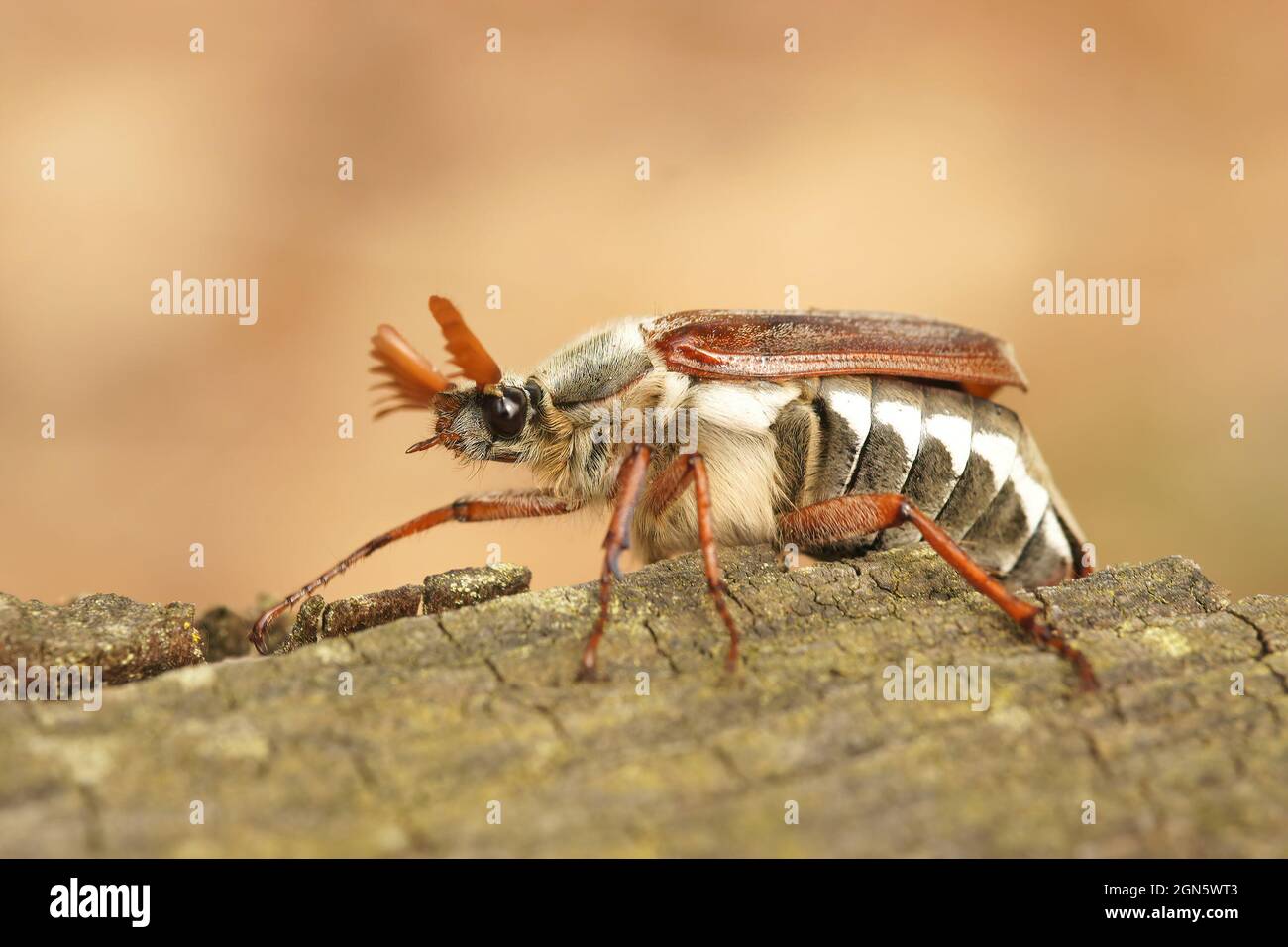 Doodlebug hi-res stock photography and images - Alamy