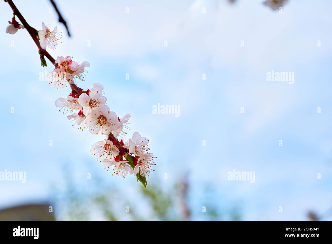 Beautiful red spring flowers against the blue sky Stock Photo - Alamy