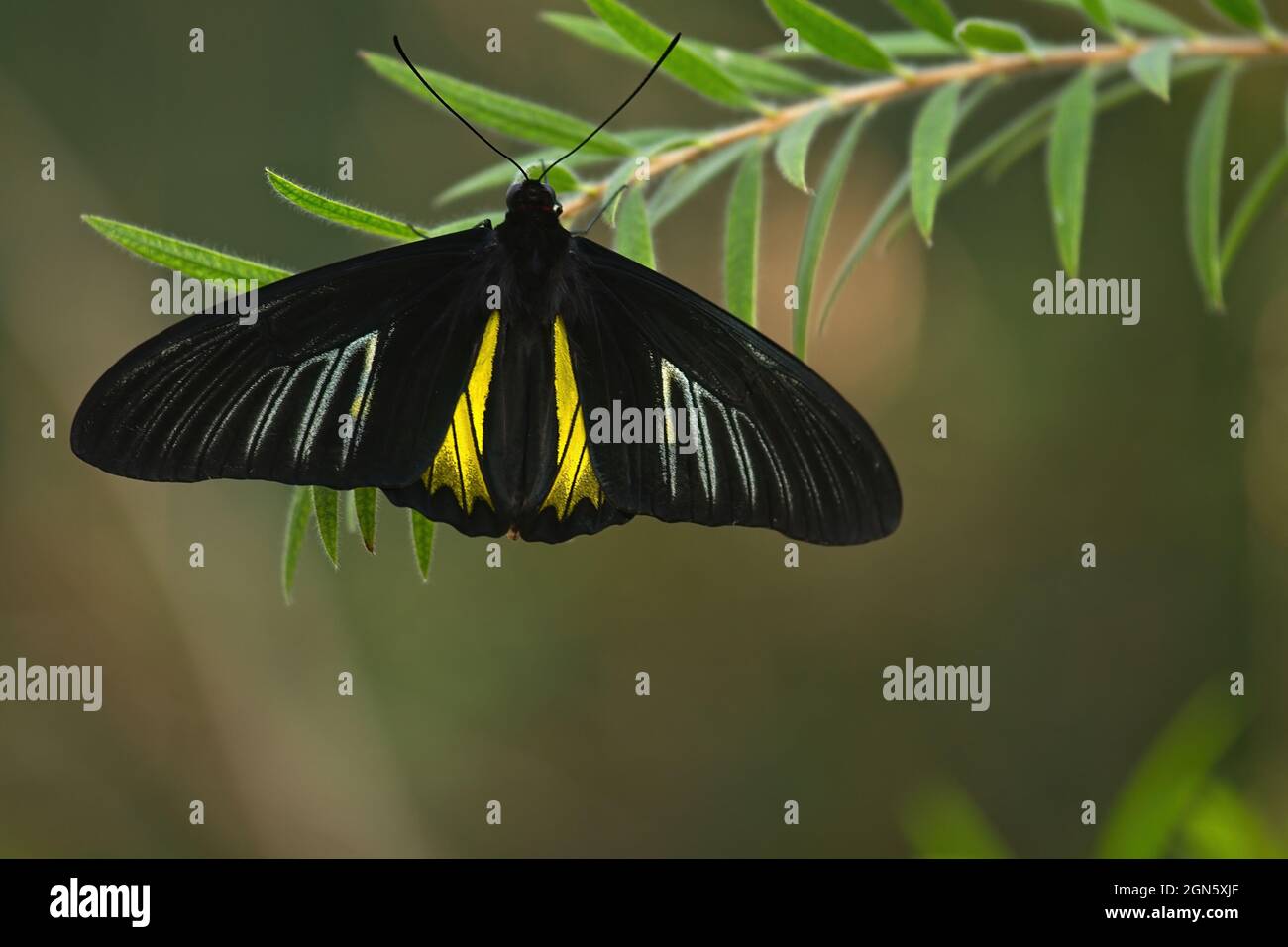 Common green birdwing butterfly hi-res stock photography and images - Alamy