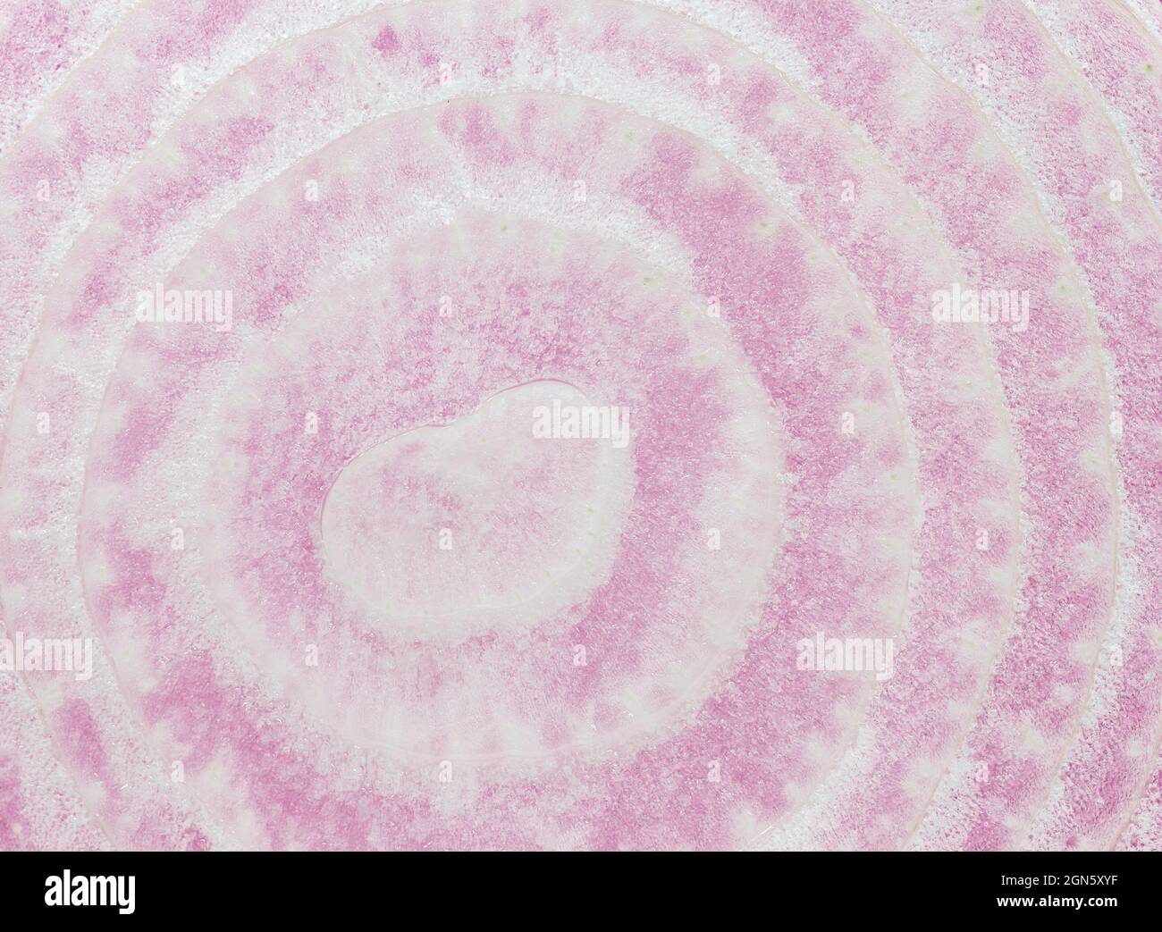 Closeup shot of a red onion texture for background Stock Photo - Alamy
