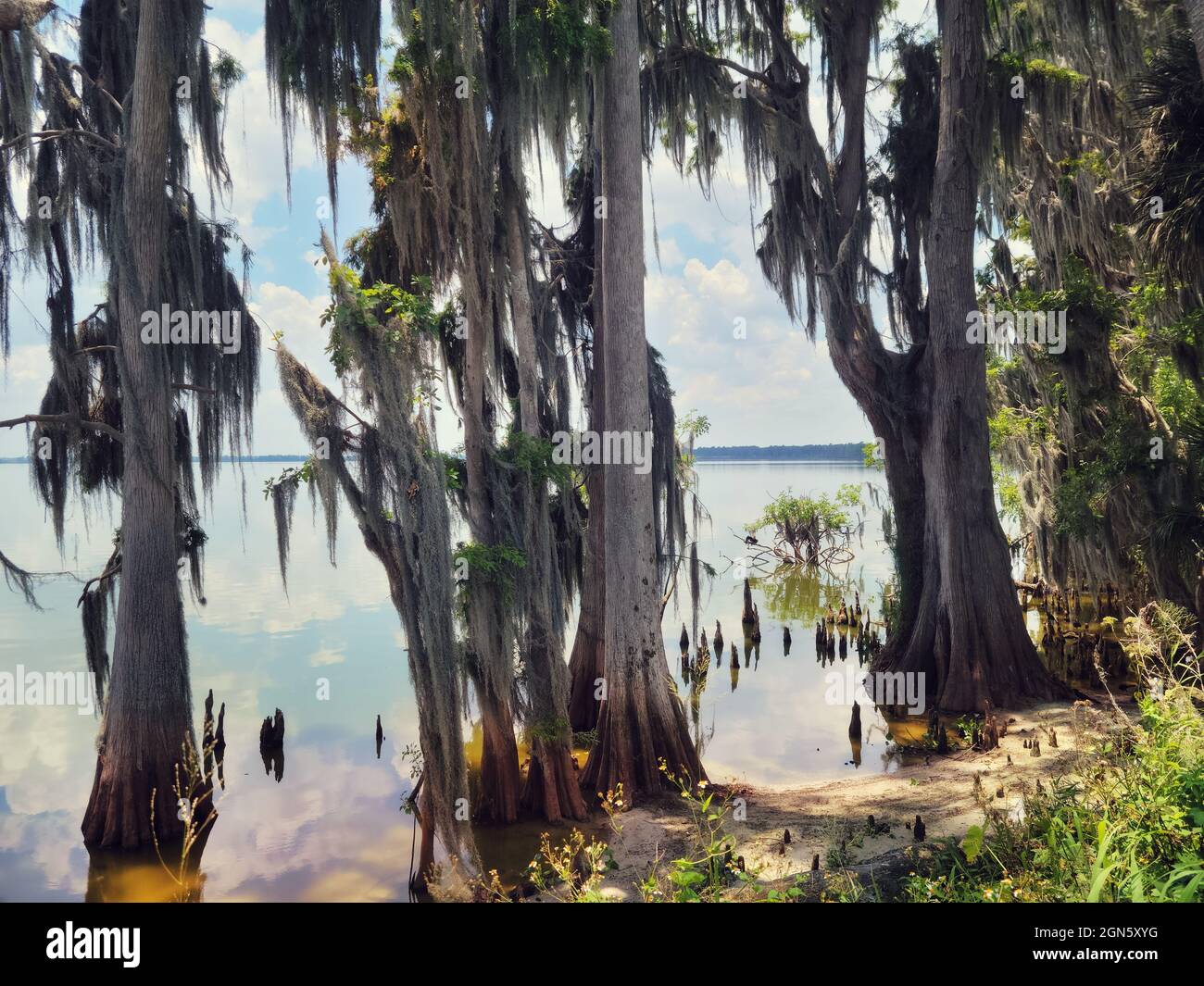 Florida wetland. Cypress trees in florida lake Stock Photo - Alamy