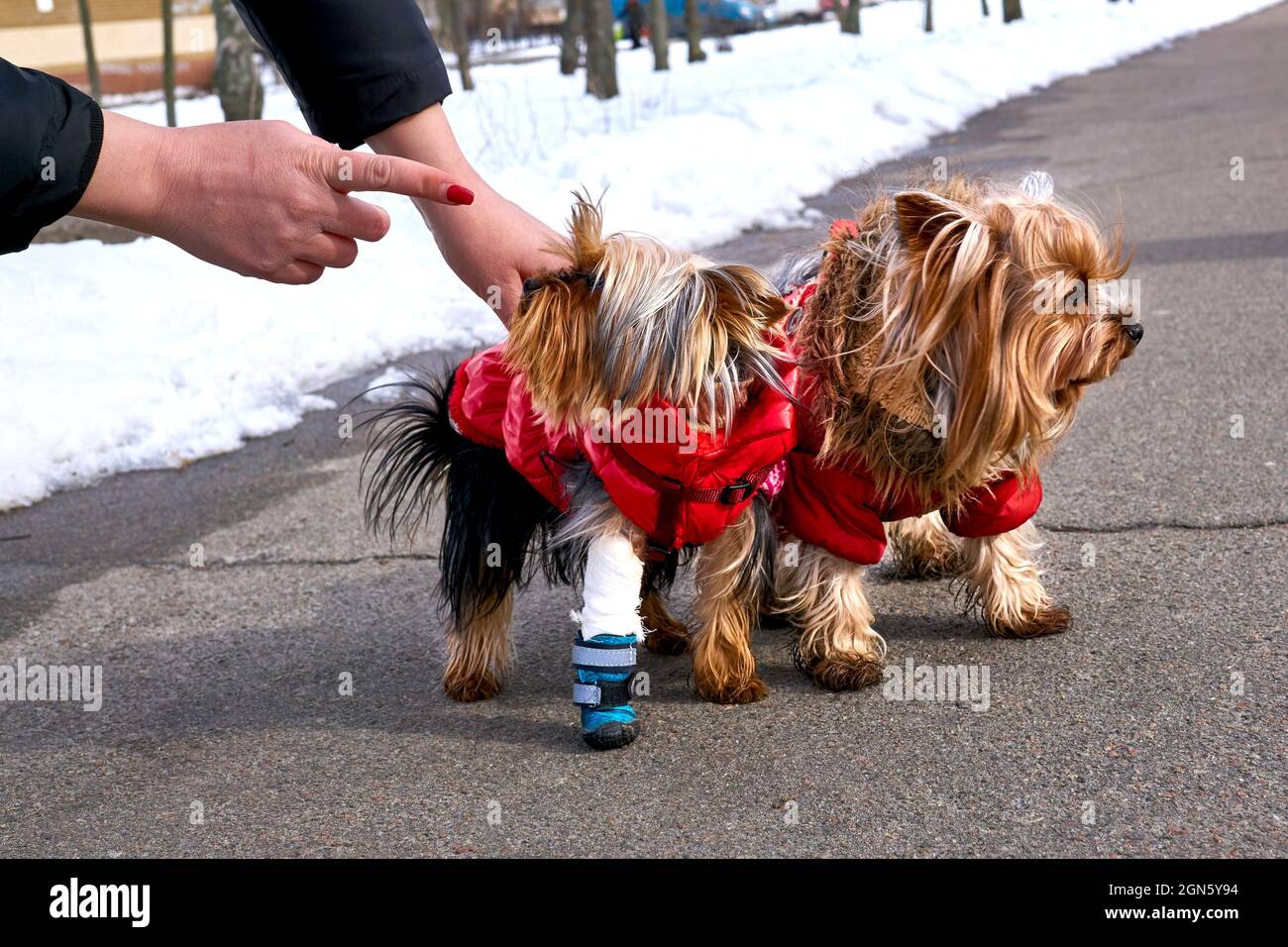 Dog friend girlfriend girlfriend hi-res stock photography and images ...