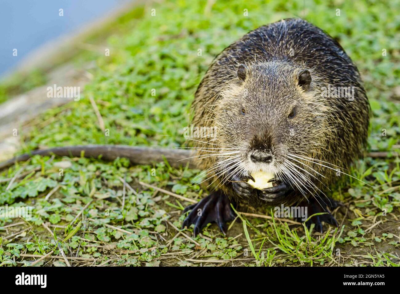 Closeup of a wet tiny coypu animal eating something outdoors on vibrant ...