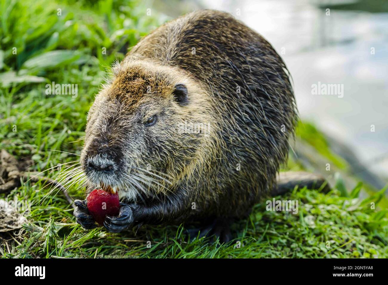 Closeup of a cute tiny coypu eating a small piece of red apple outdoors ...