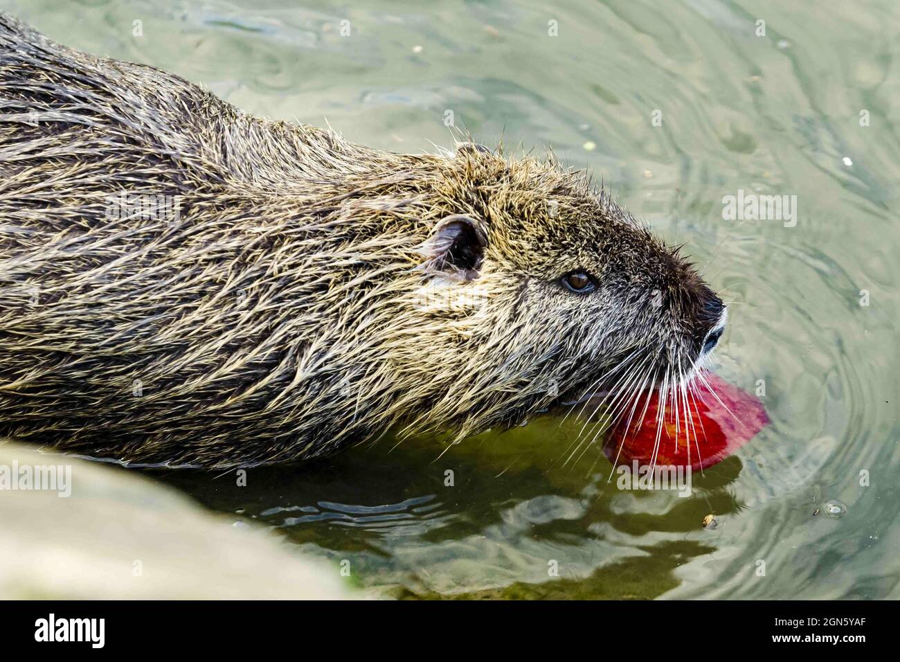 Closeup of a cute wet nutria eating a red apple in the water Stock ...