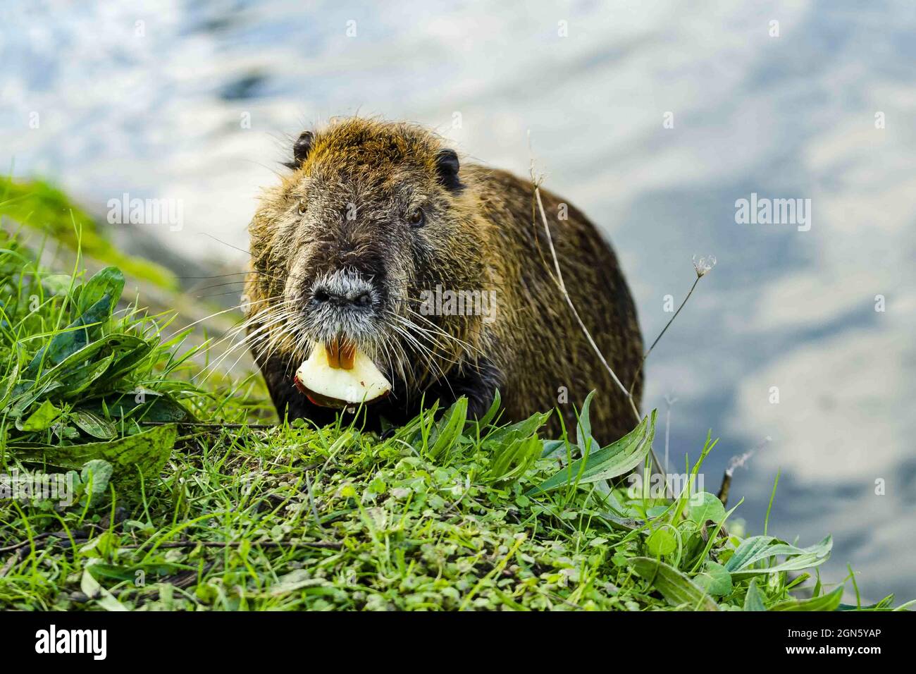 Closeup of a cute fluffy nutria eating fruits next to a beautiful clear ...