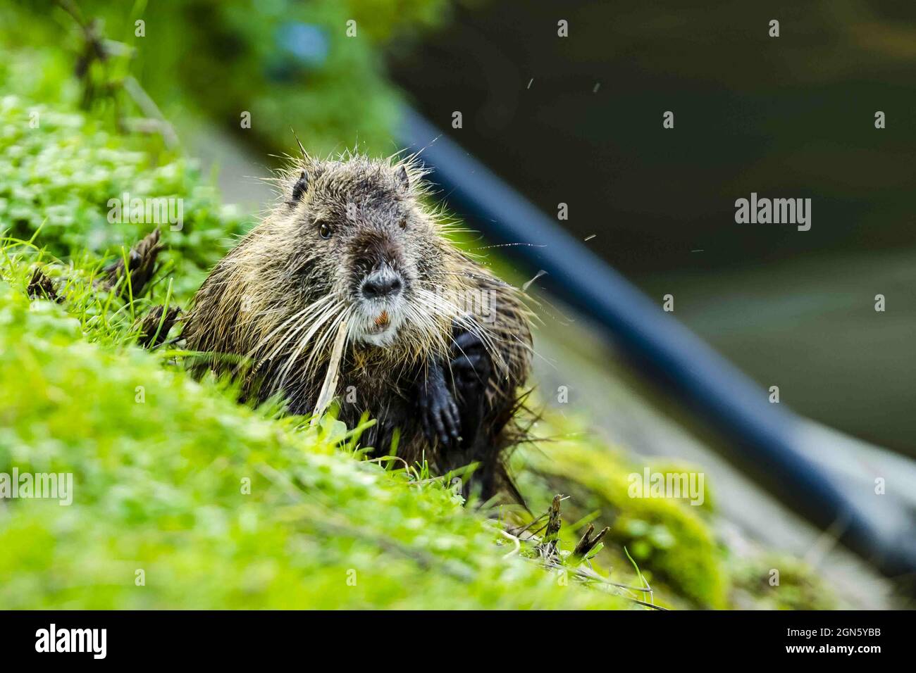 Closeup of a cute fluffy nutria animal sitting on a pile of vibrant ...