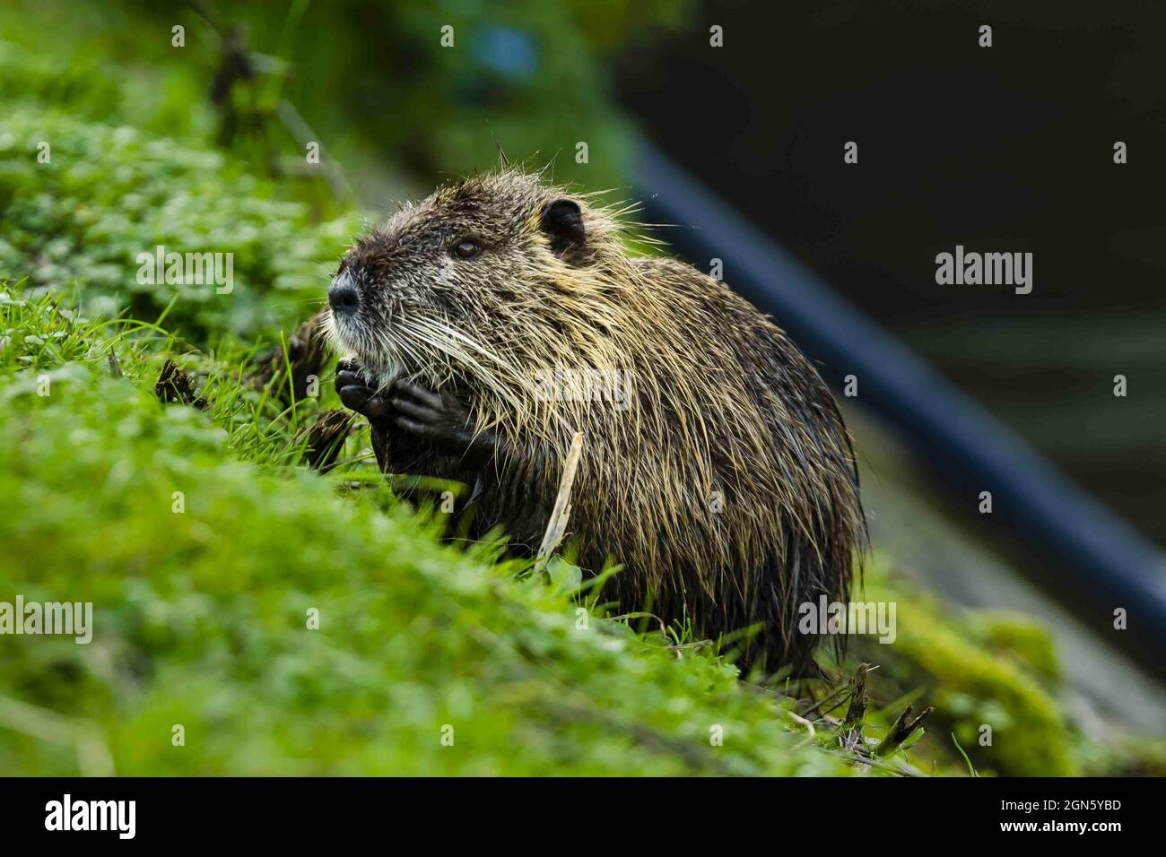 Closeup of a cute tiny nutria standing on a pile of vibrant green grass ...