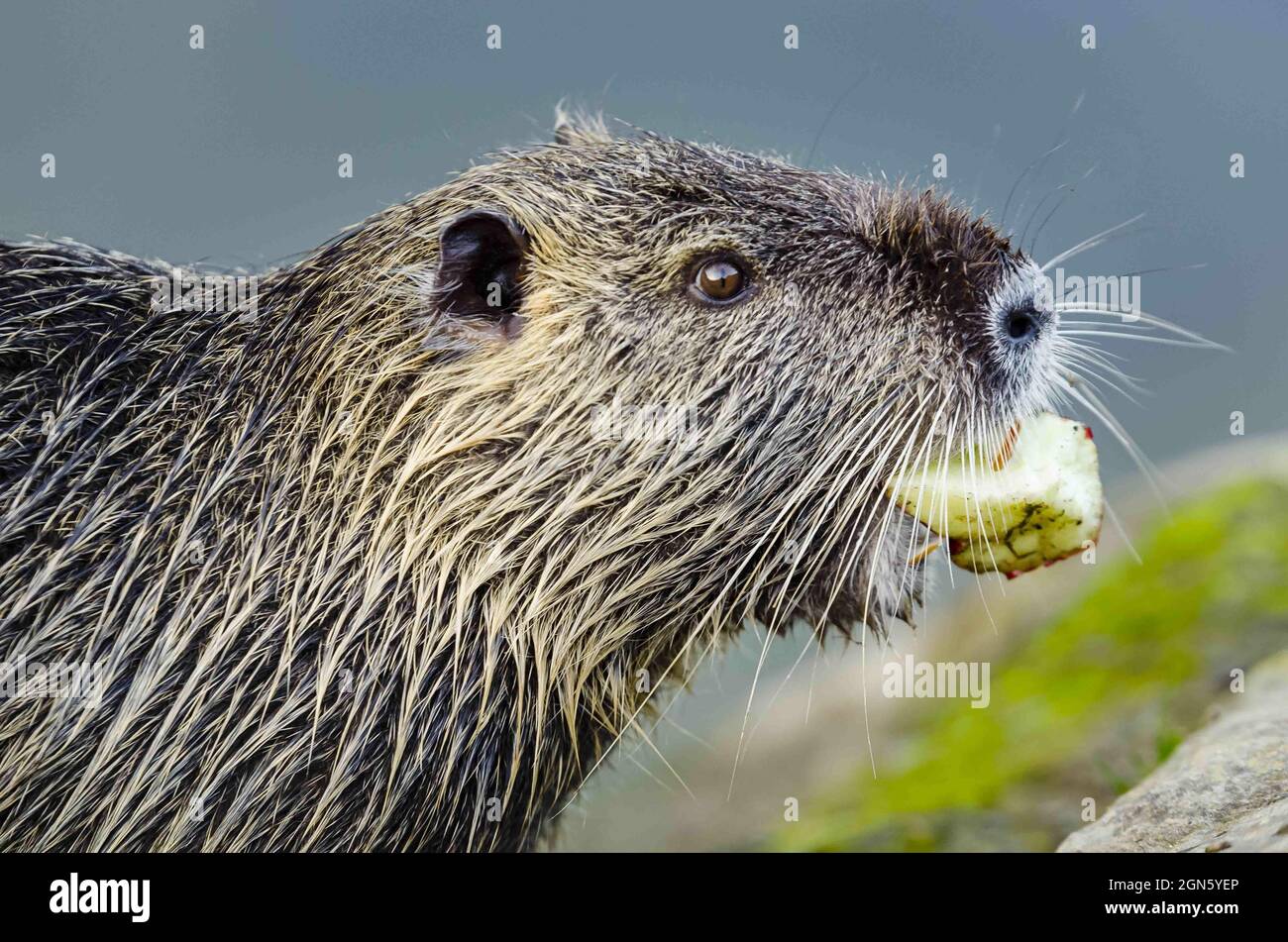 Nutria Animal