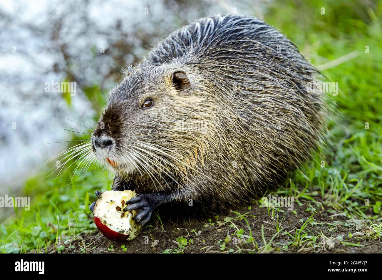 Closeup of a cute fluffy nutria eating a piece of apple on the ground ...