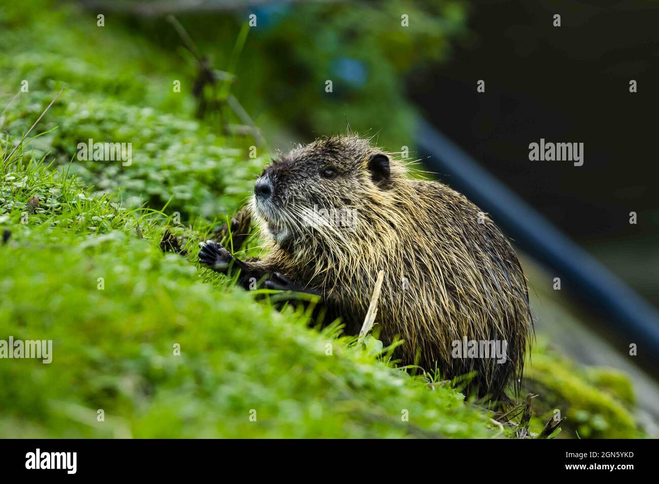 Closeup of a cute tiny coypu animal sitting on a pile of vibrant green ...