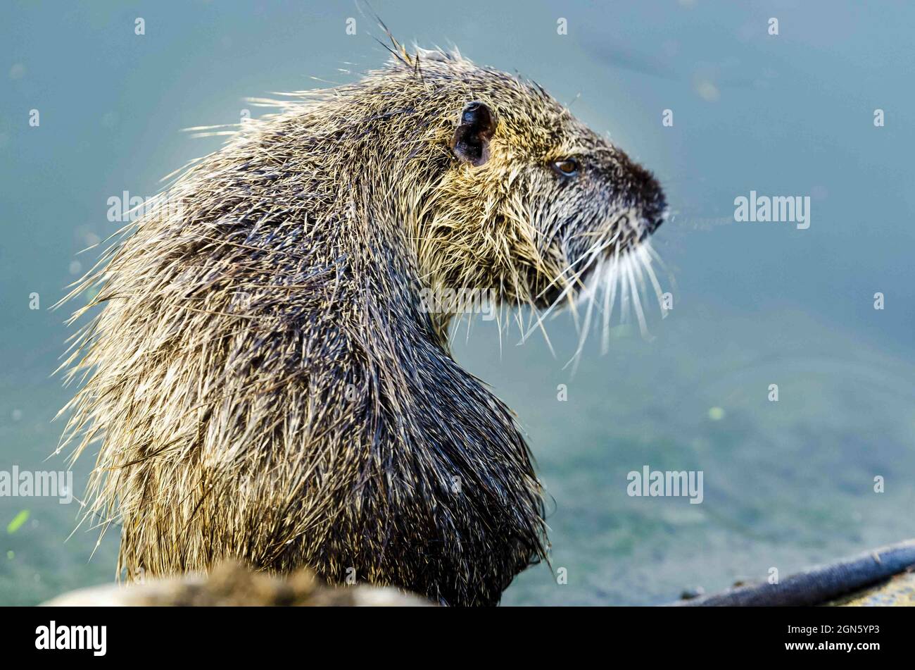 Closeup of a wet nutria animal standing and looking to the side Stock ...