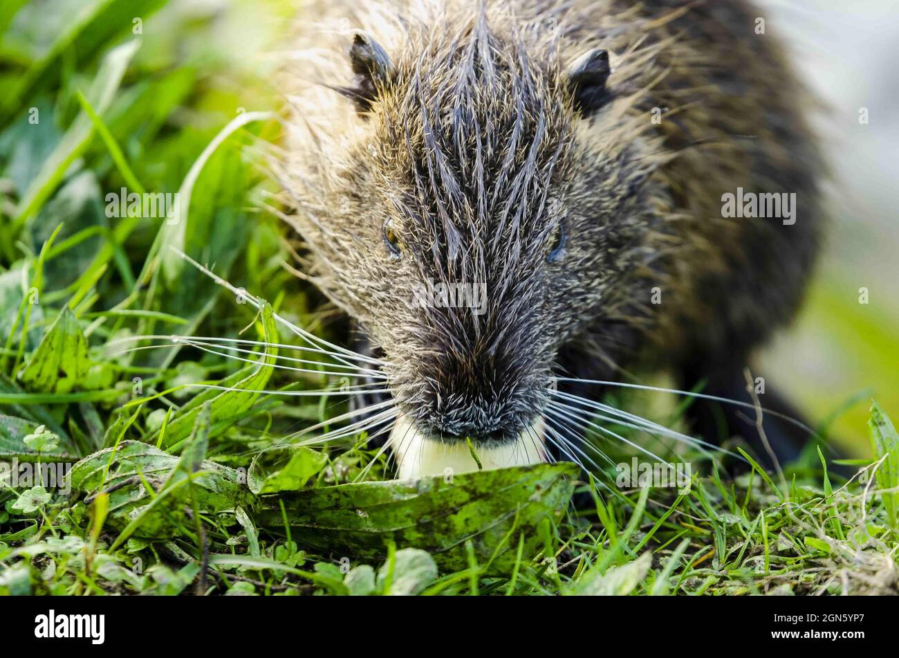 Closeup of a cute fluffy nutria animal eating something on a pile of ...
