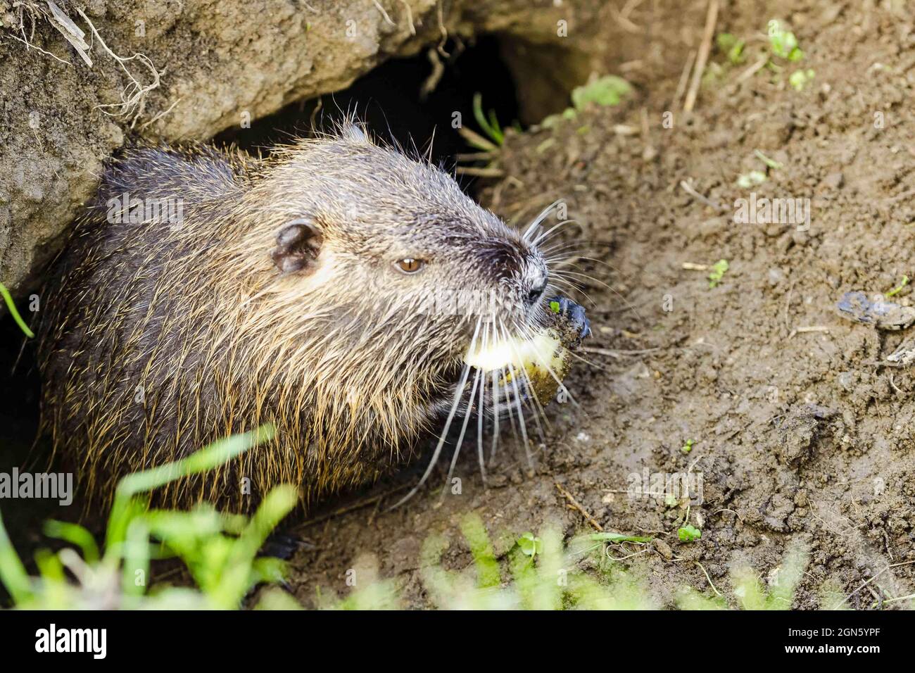 Closeup of a cute fluffy coypu animal eating something in a small cave ...