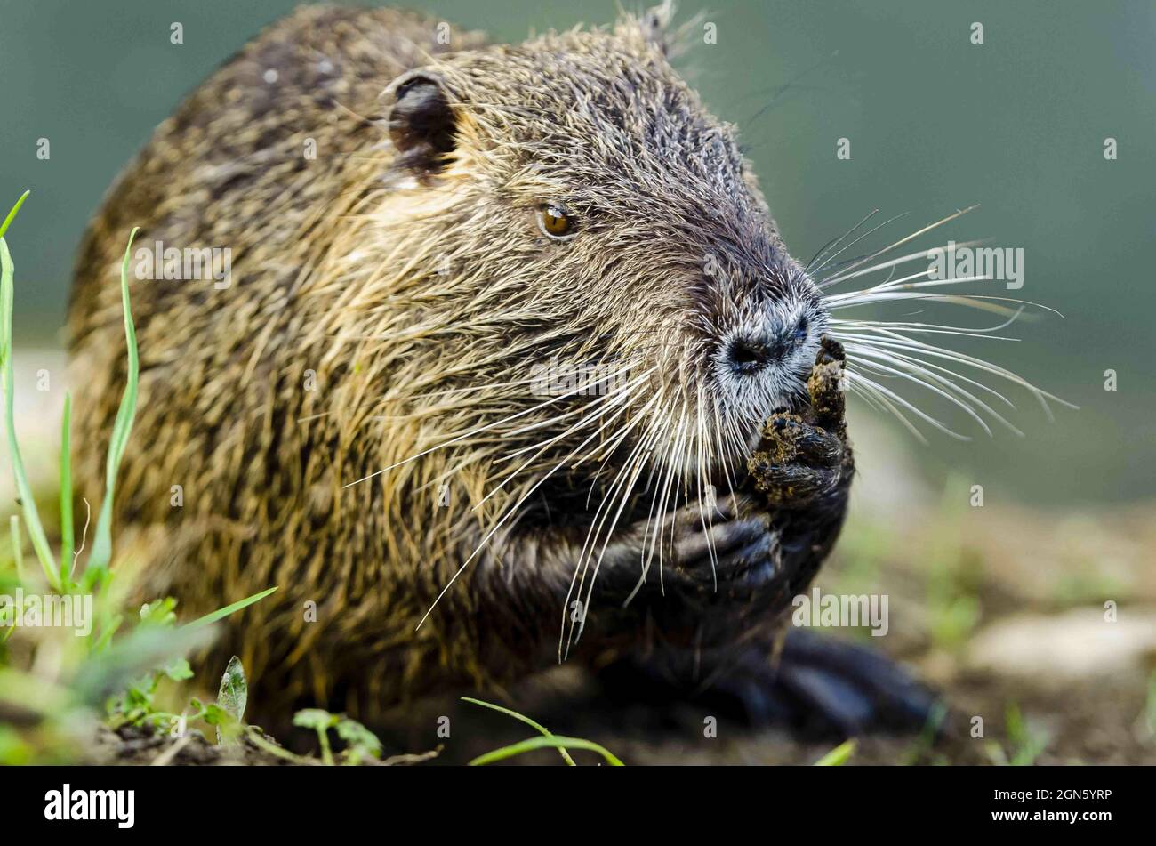 Closeup of a beautiful furry nutria animal eating something Stock Photo ...