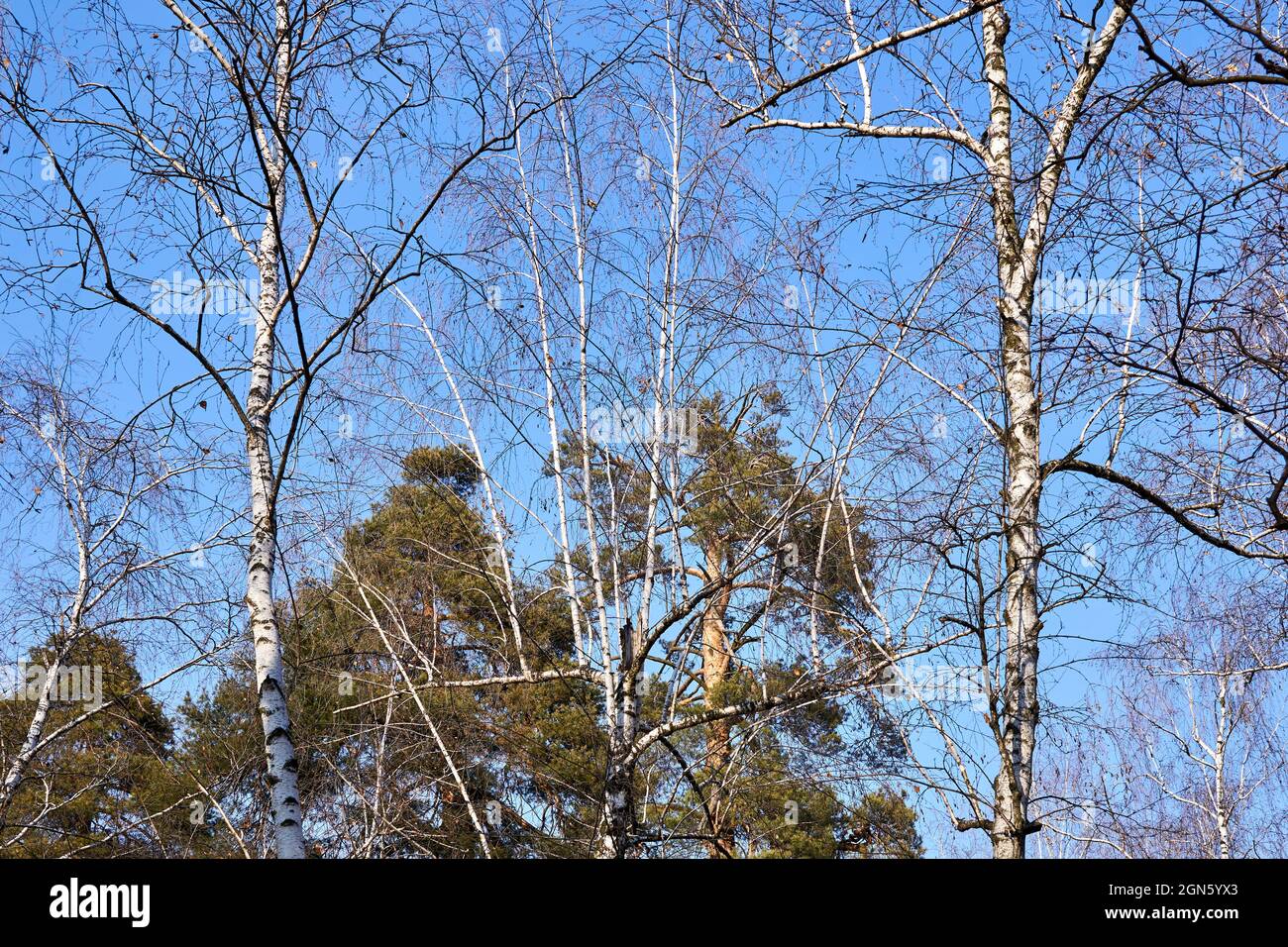 Early spring background, white birch and green pine Stock Photo - Alamy