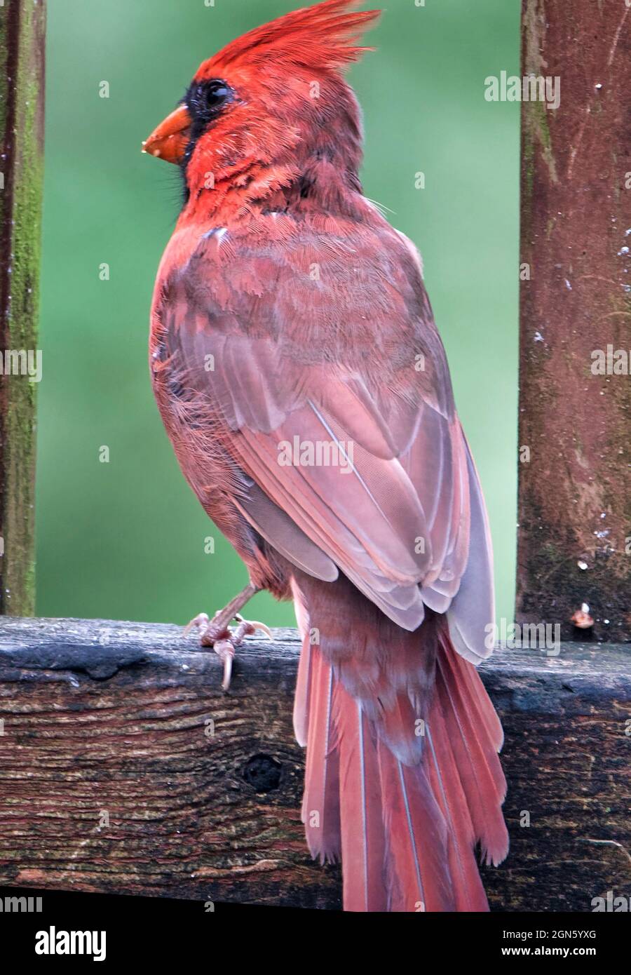 Male Northern Cardinal lands on the backyard deck Stock Photo - Alamy