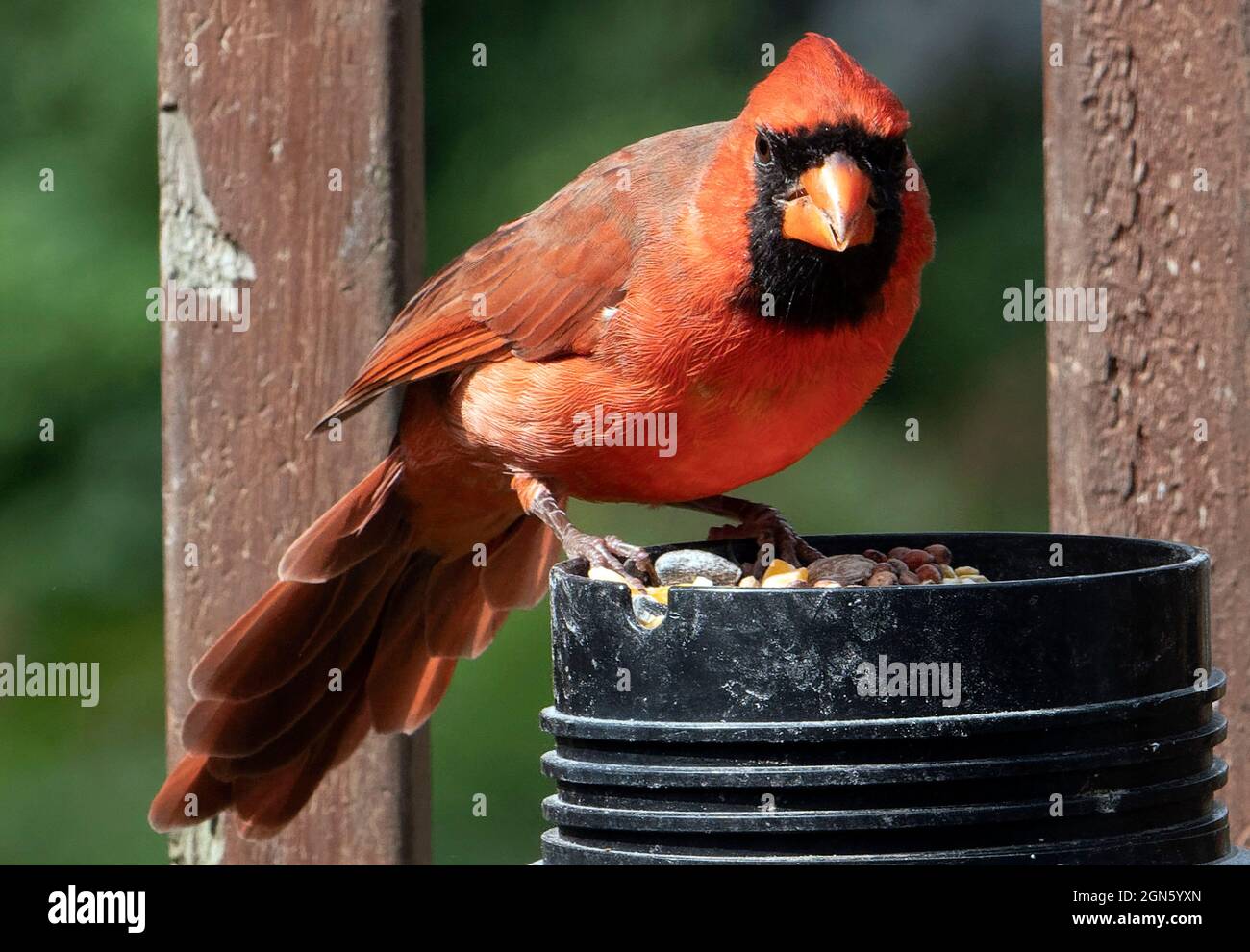 Male Northern Cardinal lands on the backyard deck Stock Photo - Alamy