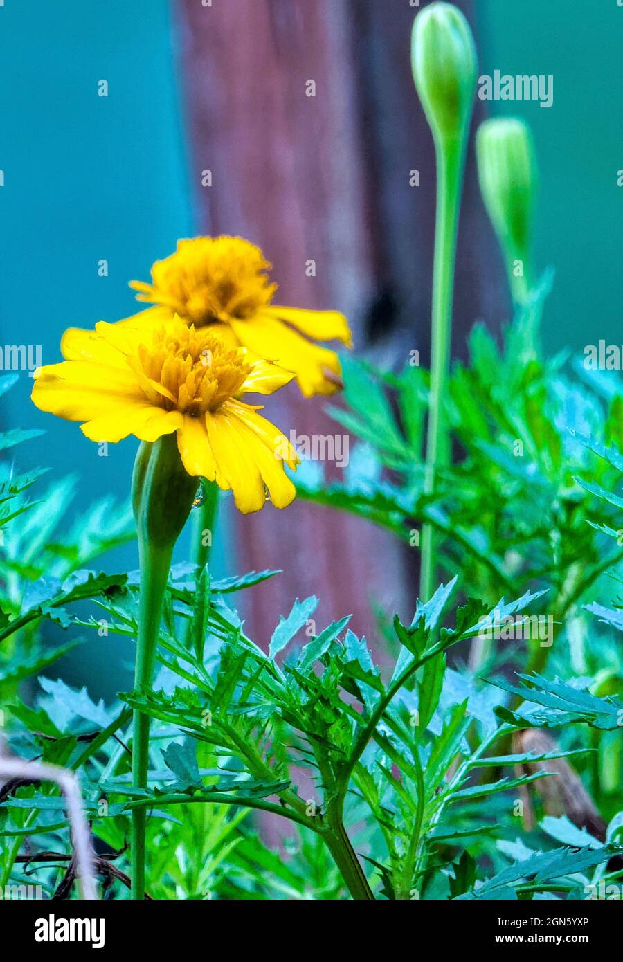 Sunflowers blooming in the September garden Stock Photo - Alamy