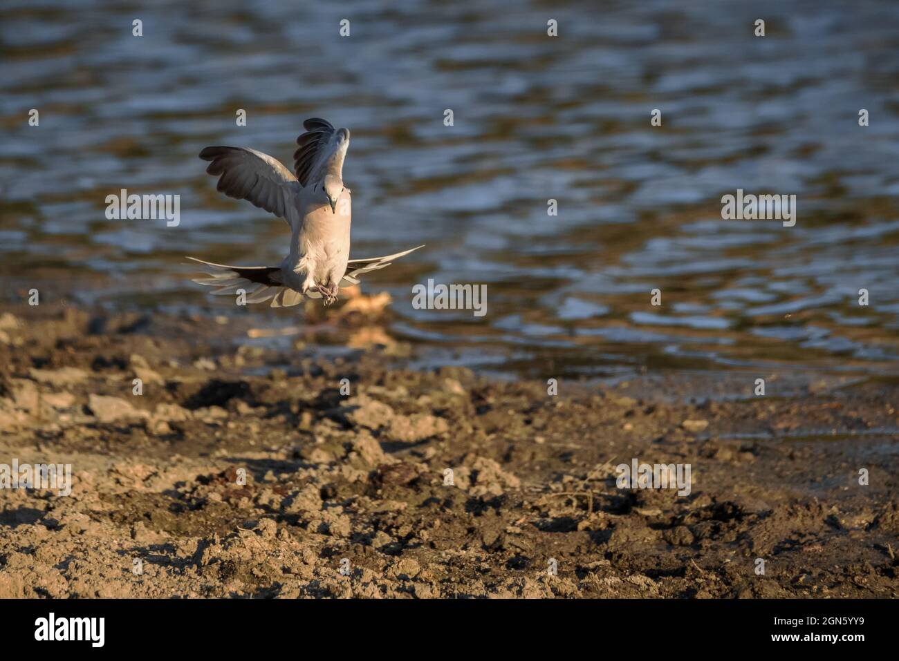 Small dove landing on the lake water surface on a sunny day Stock Photo ...