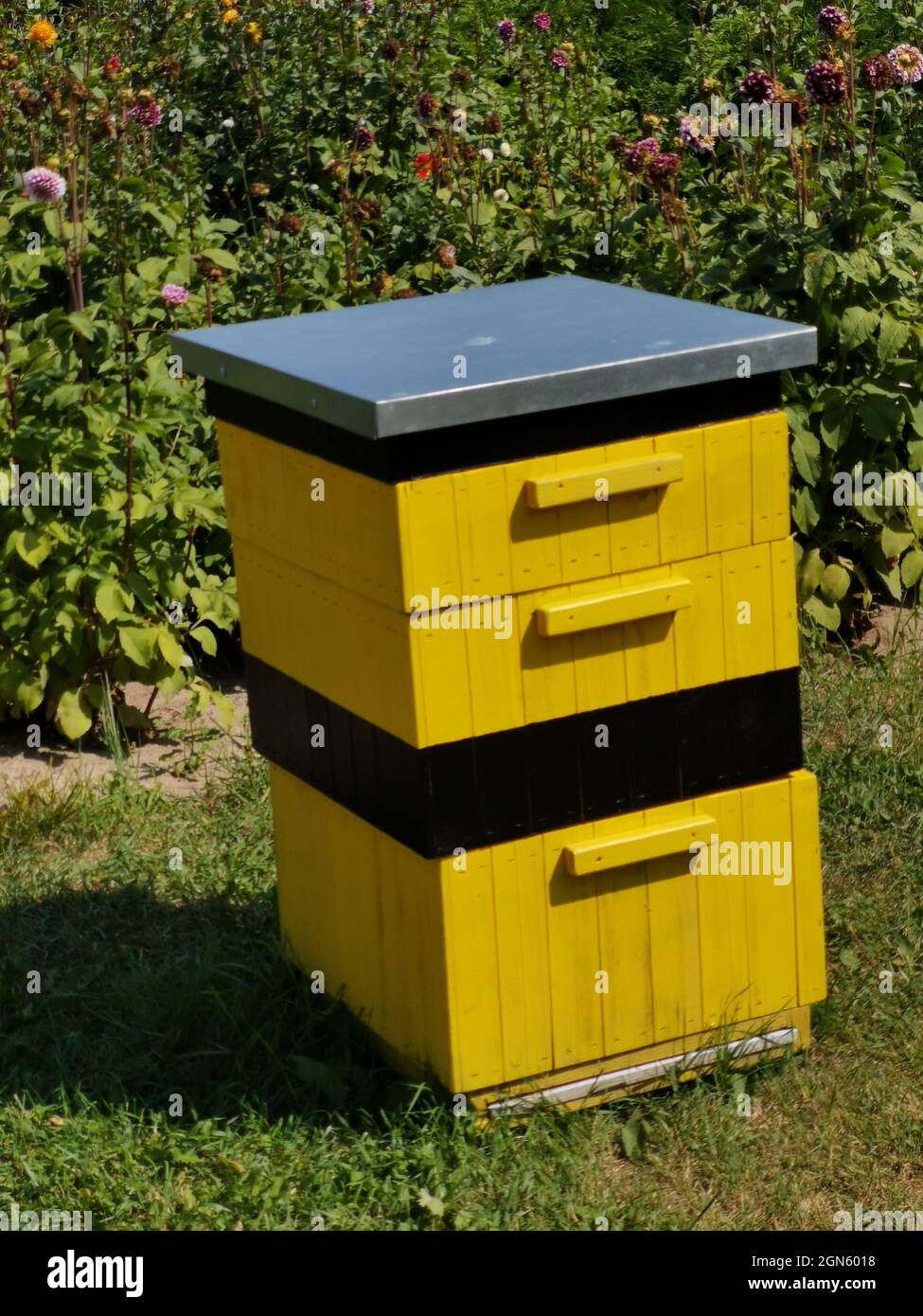 Yellow and black beehive outdoors on a sunny day against a green ...