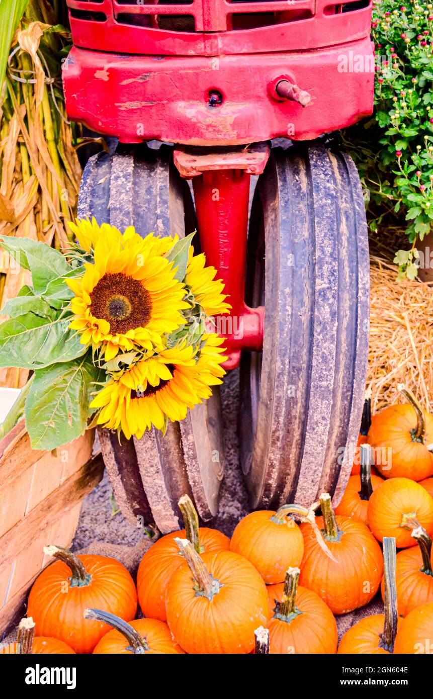 An iconic fall scene of orange pumpkins and sunflowers with the front ...