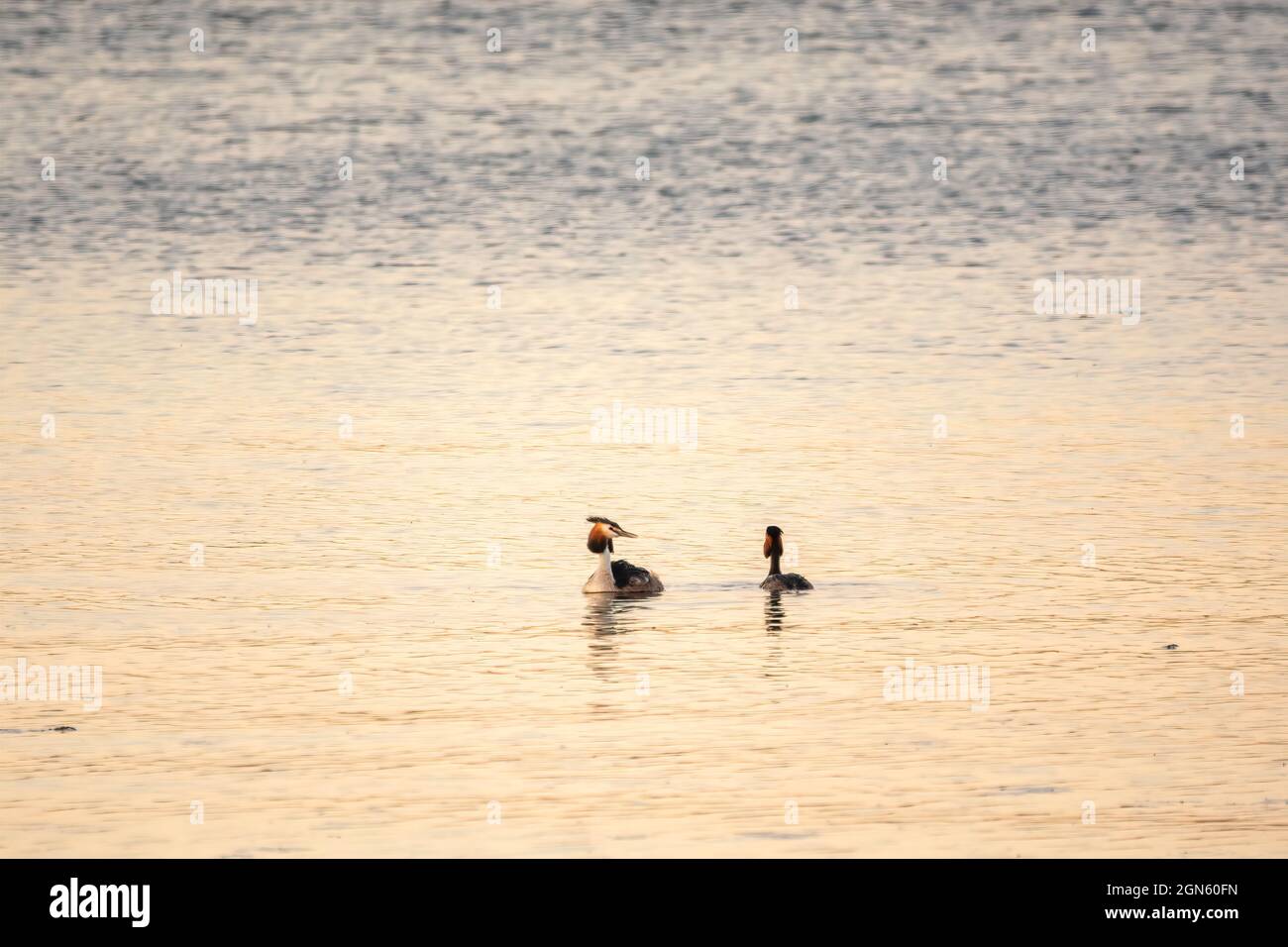 Two Great Crested Grebes swim in the lake. The great crested grebe ...