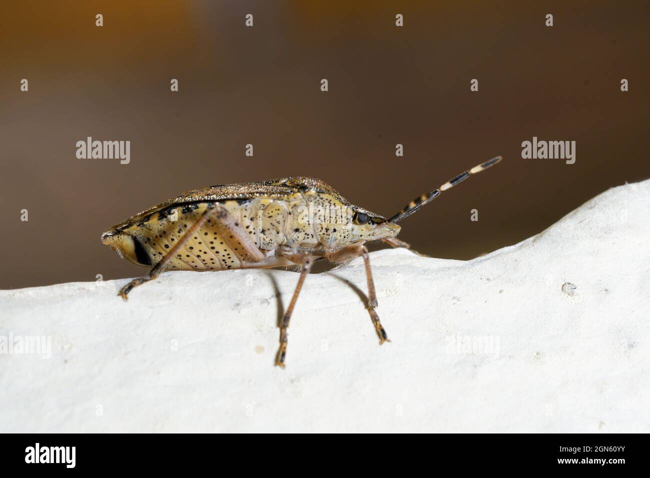 Locust insect hi-res stock photography and images - Alamy