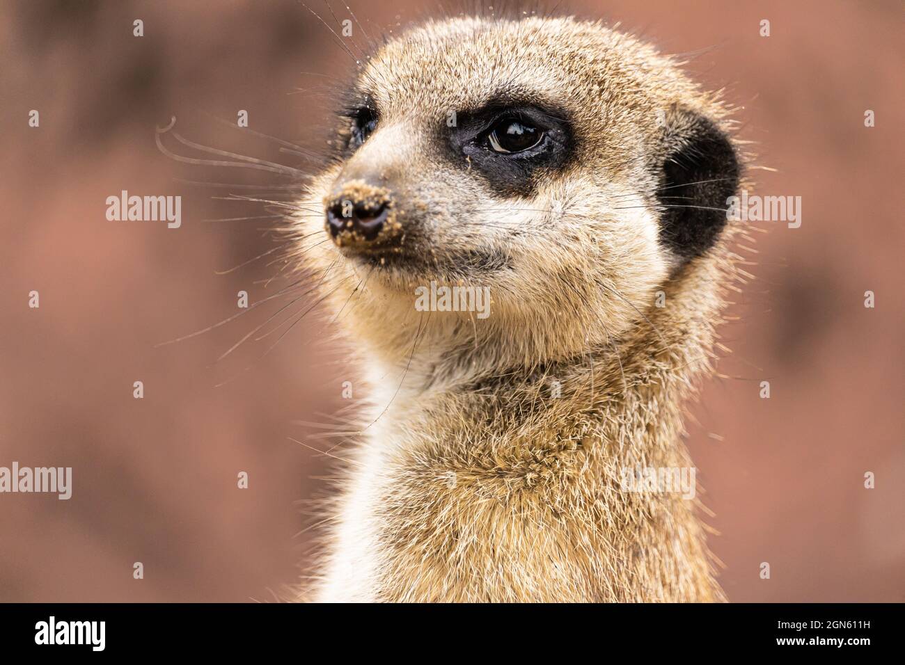 Meerkat Face