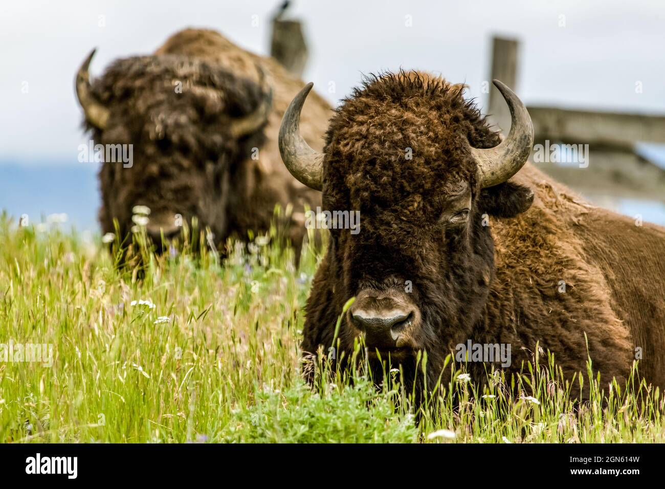 National Bison Range, Montana, USA. Two bison resting in a meadow Stock ...