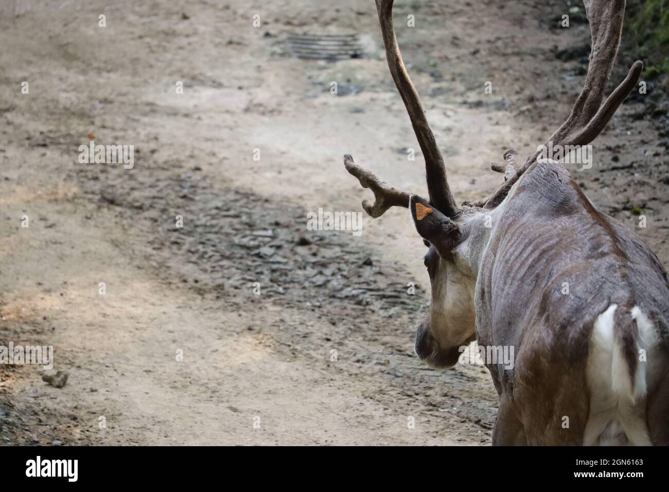 Back view of a horned deer walking on a trail Stock Photo - Alamy