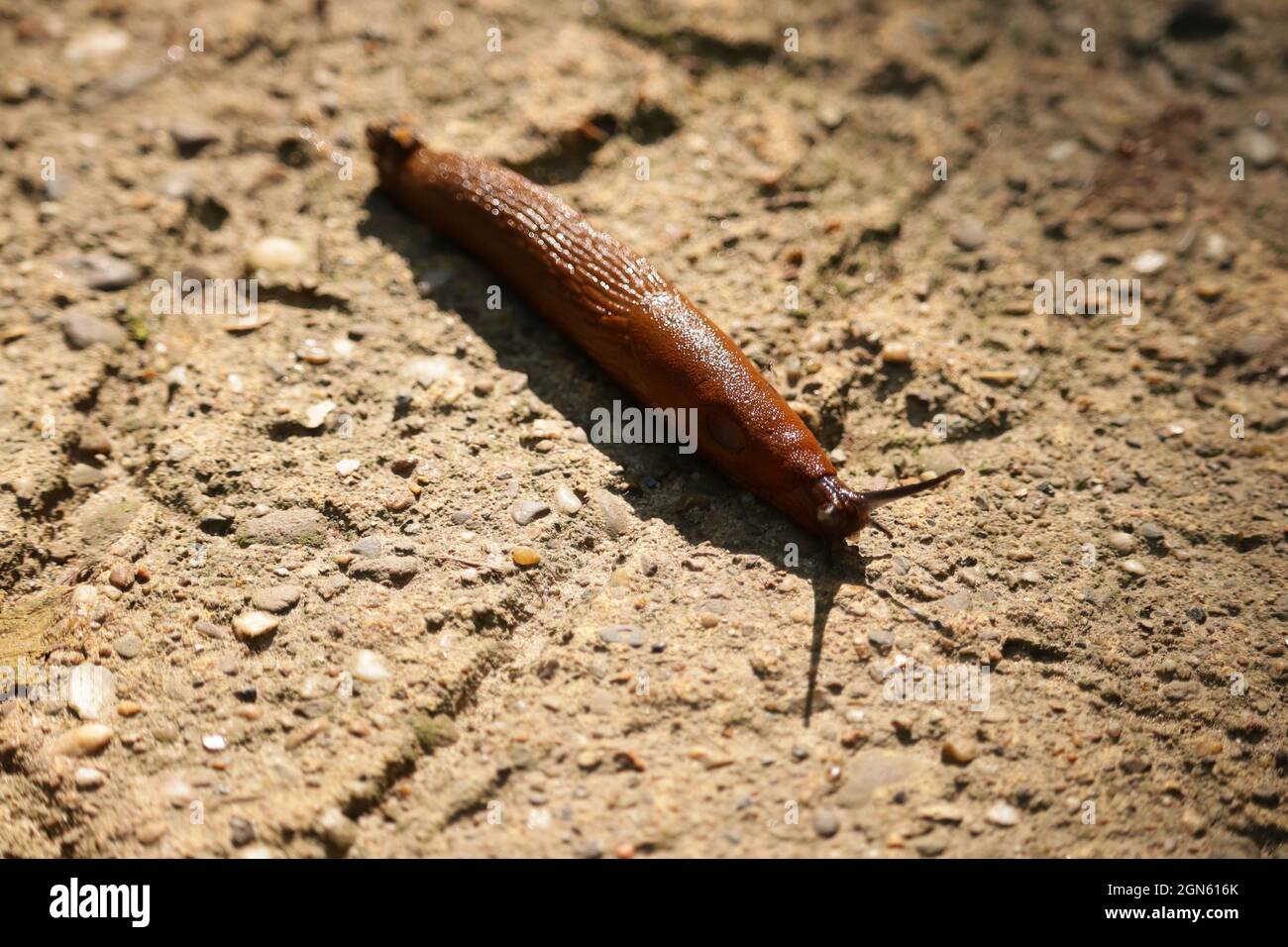 Top view of an orange slug on a rock surface Stock Photo - Alamy