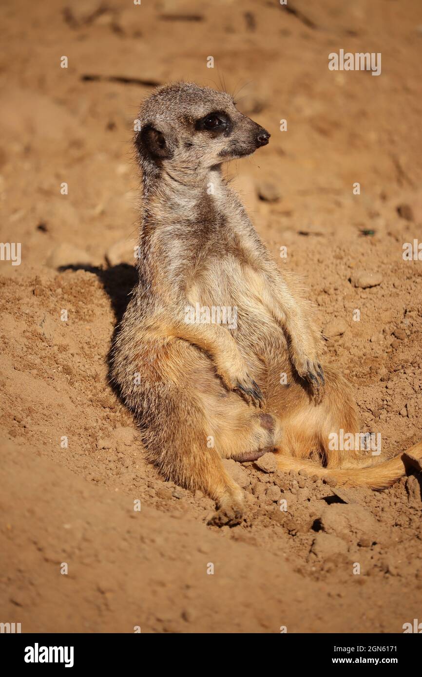 Closeup shot of a meerkat resting on desert land Stock Photo - Alamy