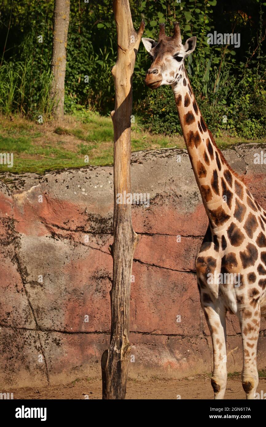 Beautiful tall giraffe in a natural park Stock Photo - Alamy