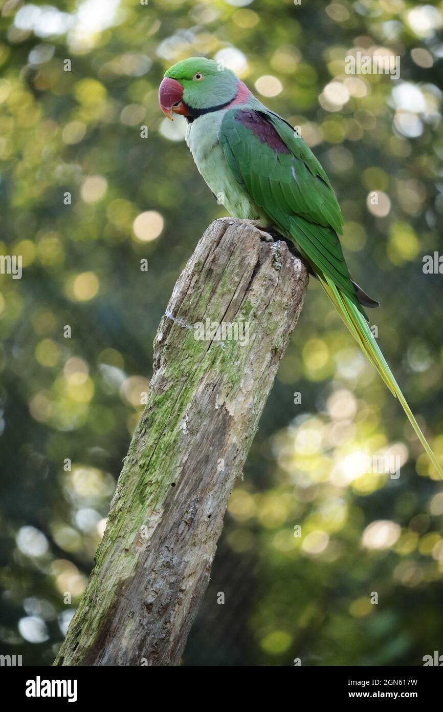 Closeup shot of a green parakeet on a branch Stock Photo - Alamy