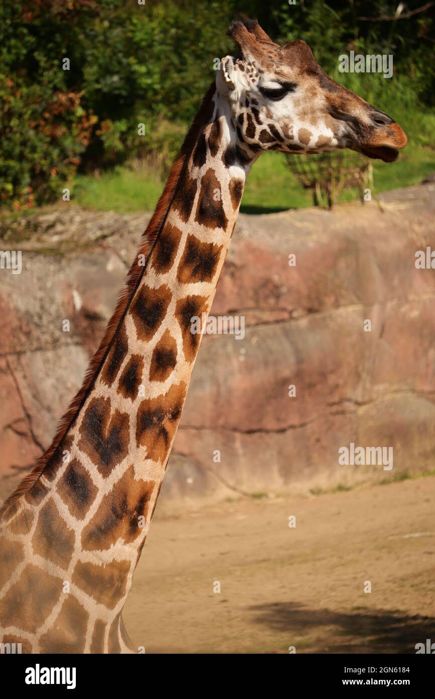 Beautiful tall giraffe in a natural park Stock Photo - Alamy