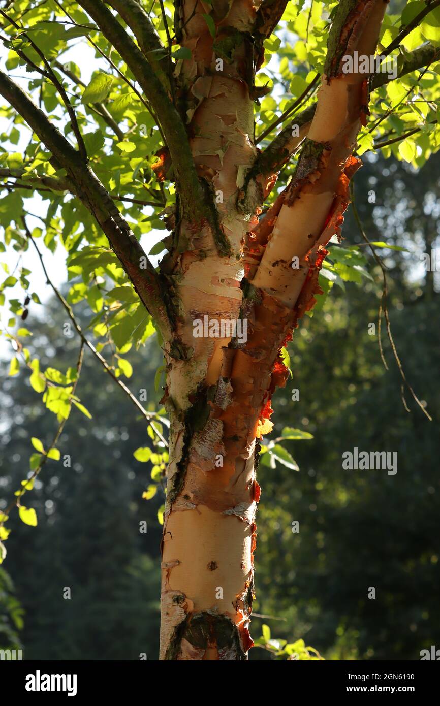 Tree trunk with chipped bark in a forest Stock Photo - Alamy